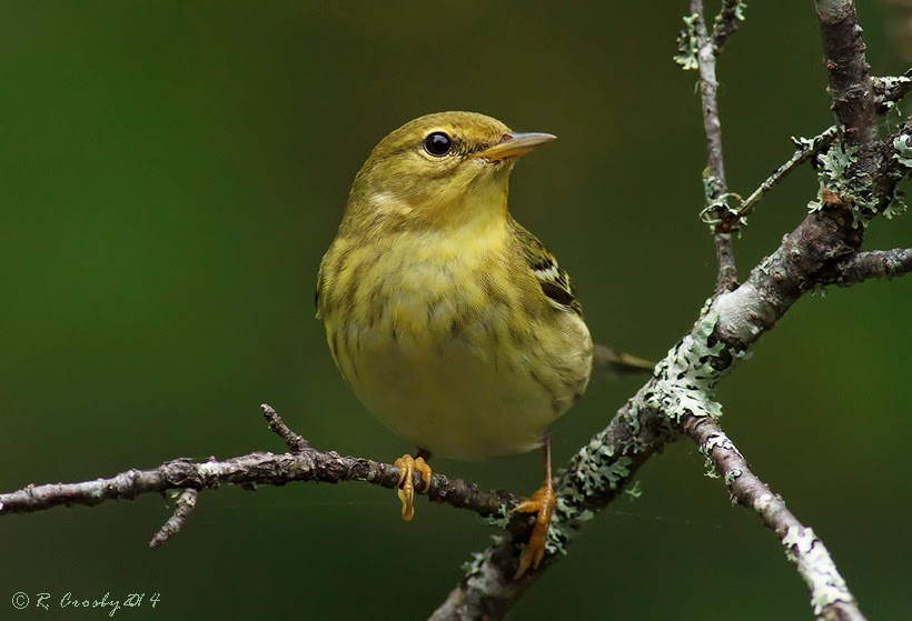 South Shore Birder: Blackpoll Warblers