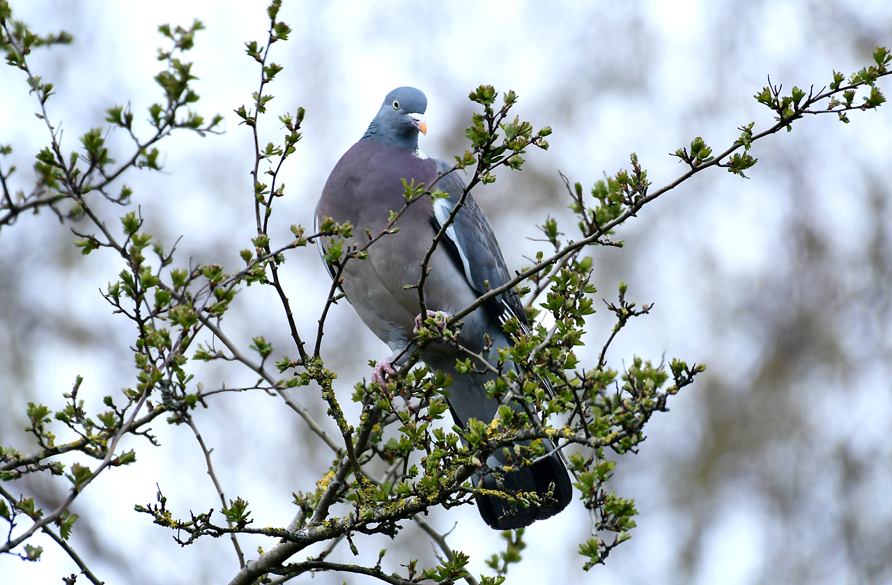 Jozef van der Heijden - Natuurfotografie: De Houtduif eet verse boomknoppen