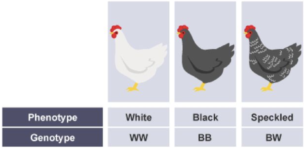Igcse Biology 2017 321b Understand The Meaning Of The Term Codominance