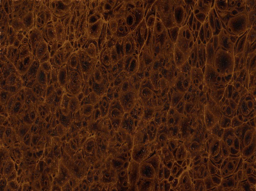 Tortoise Shell Texture