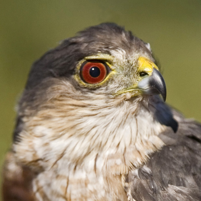 What is the smallest hawk in North America?