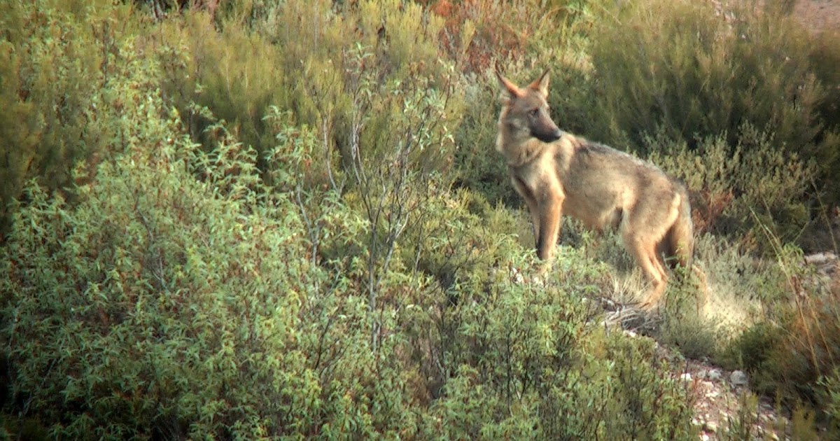Amigos del lobo de Sierra Morena: RAZONES POR LAS QUE PARTICIPAR EN ...