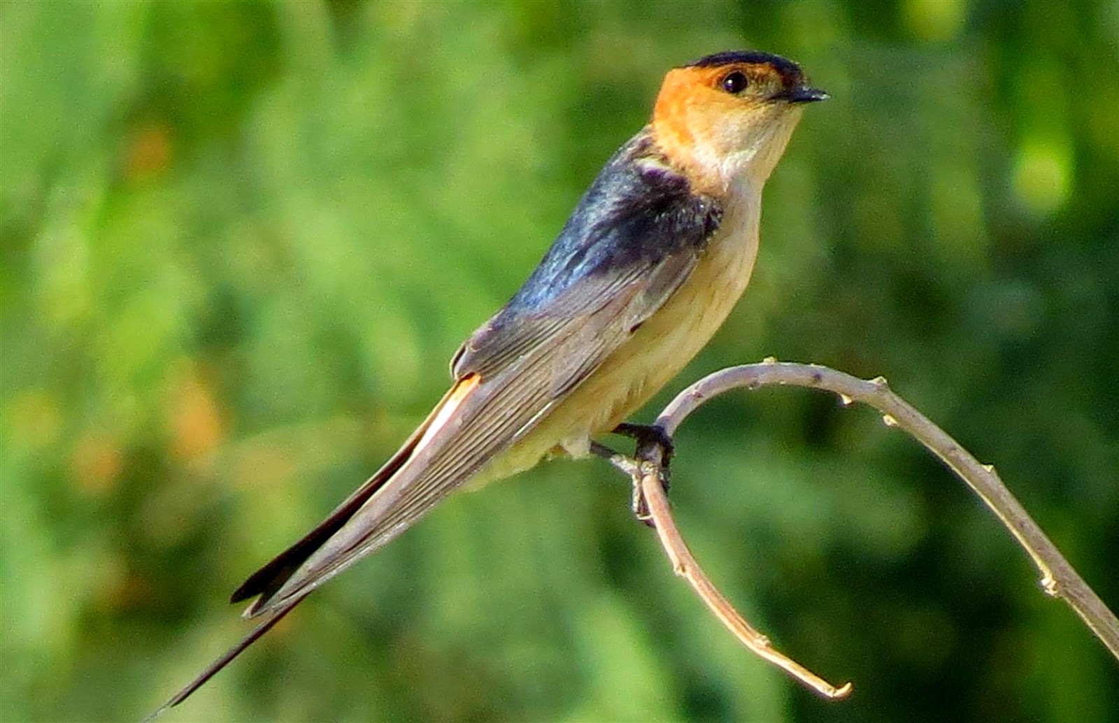 Birding for a Lark: Red-rumped swallow at Raysut