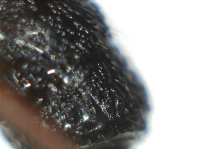 O MUNDO DOS INSETOS: FORMIGA VISTA NO MICROSCOPIO