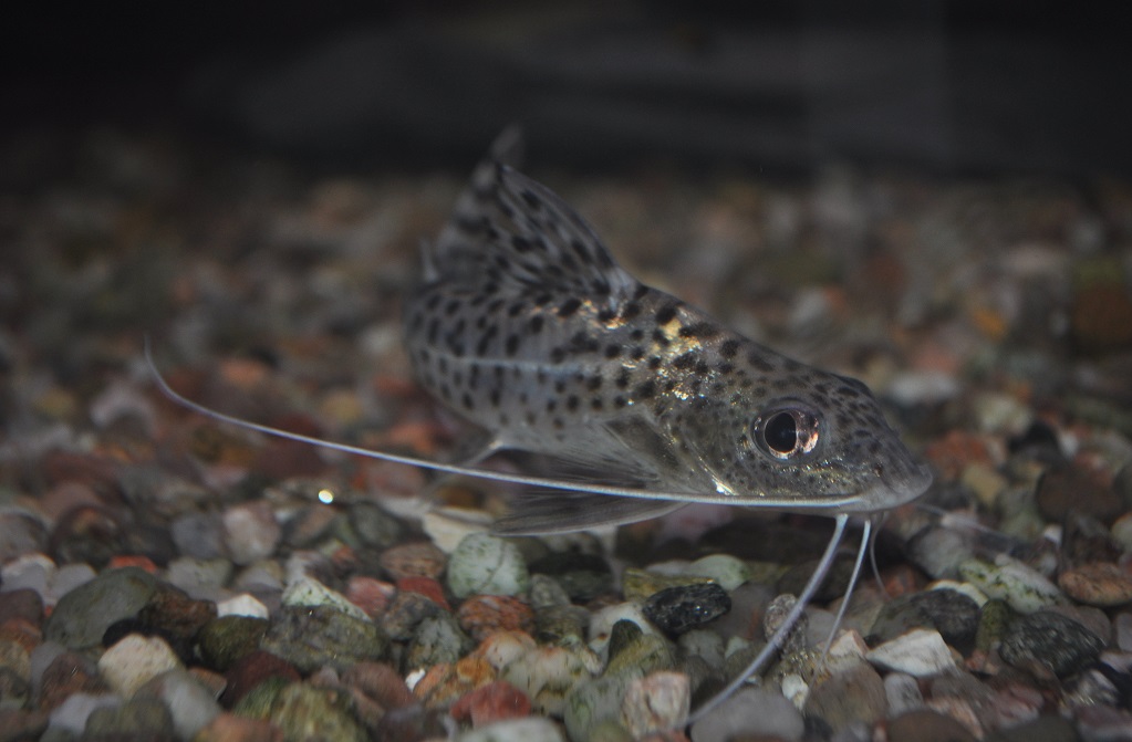ZOOTOGRAFIANDO (5.836 ANIMALS): PEZ GATO TIGRITO / PICTUS CATFISH ...