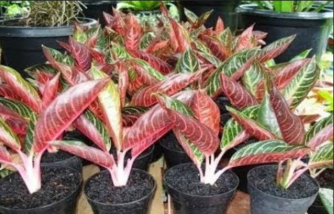 Paling Keren 22+ Gambar Jenis Bunga Aglaonema - Gambar Bunga Indah