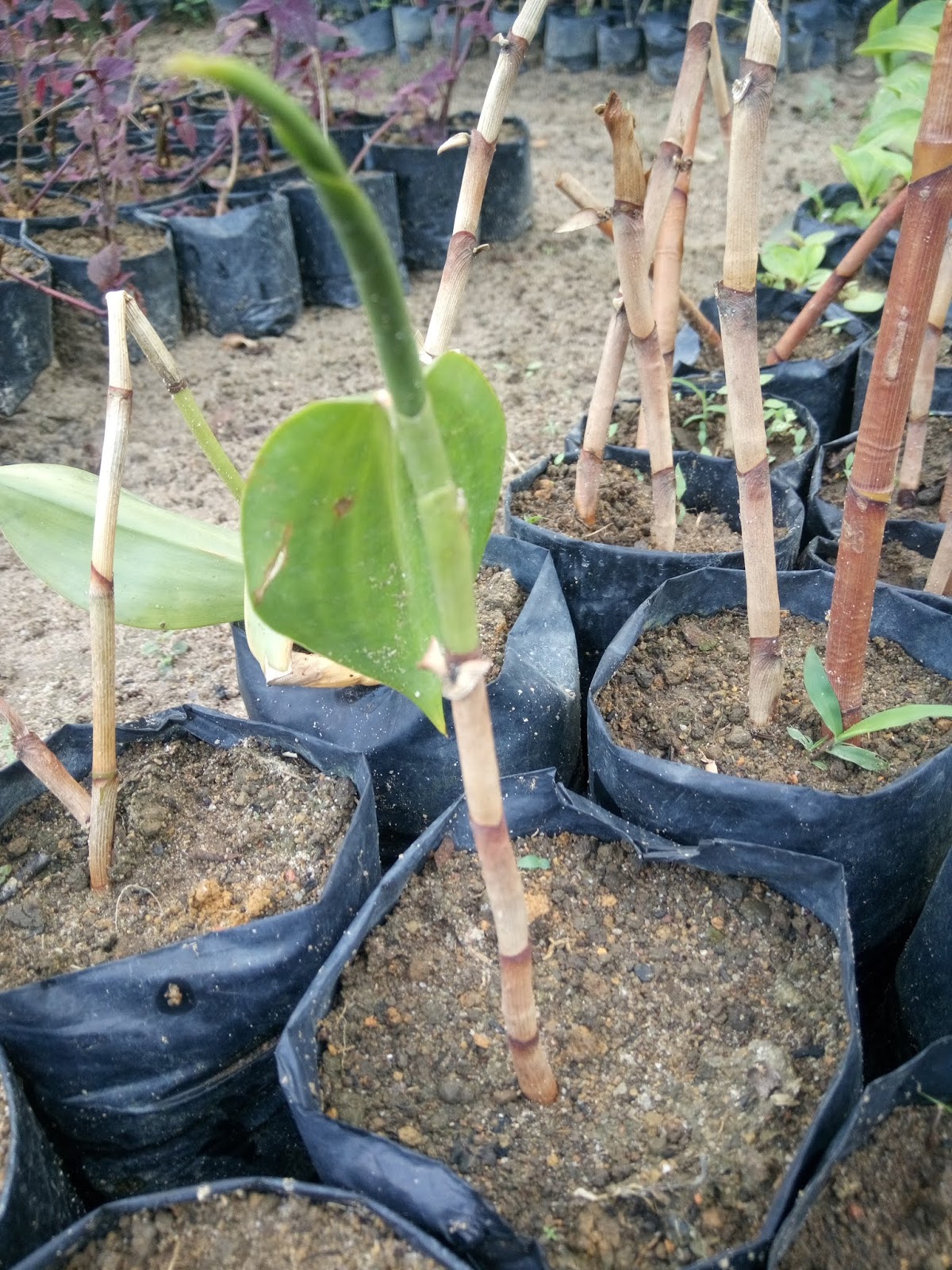 Mari Mengenal Tanaman Pacing