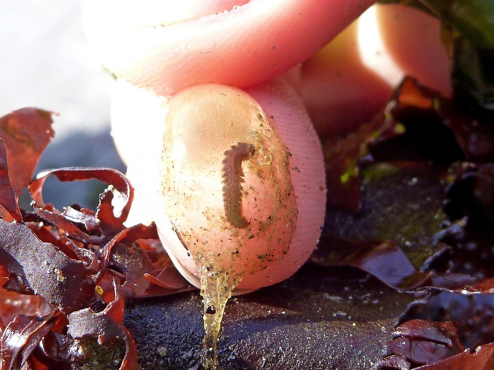 Buzz's Marine Life of Puget Sound: Eggs of the Intertidal