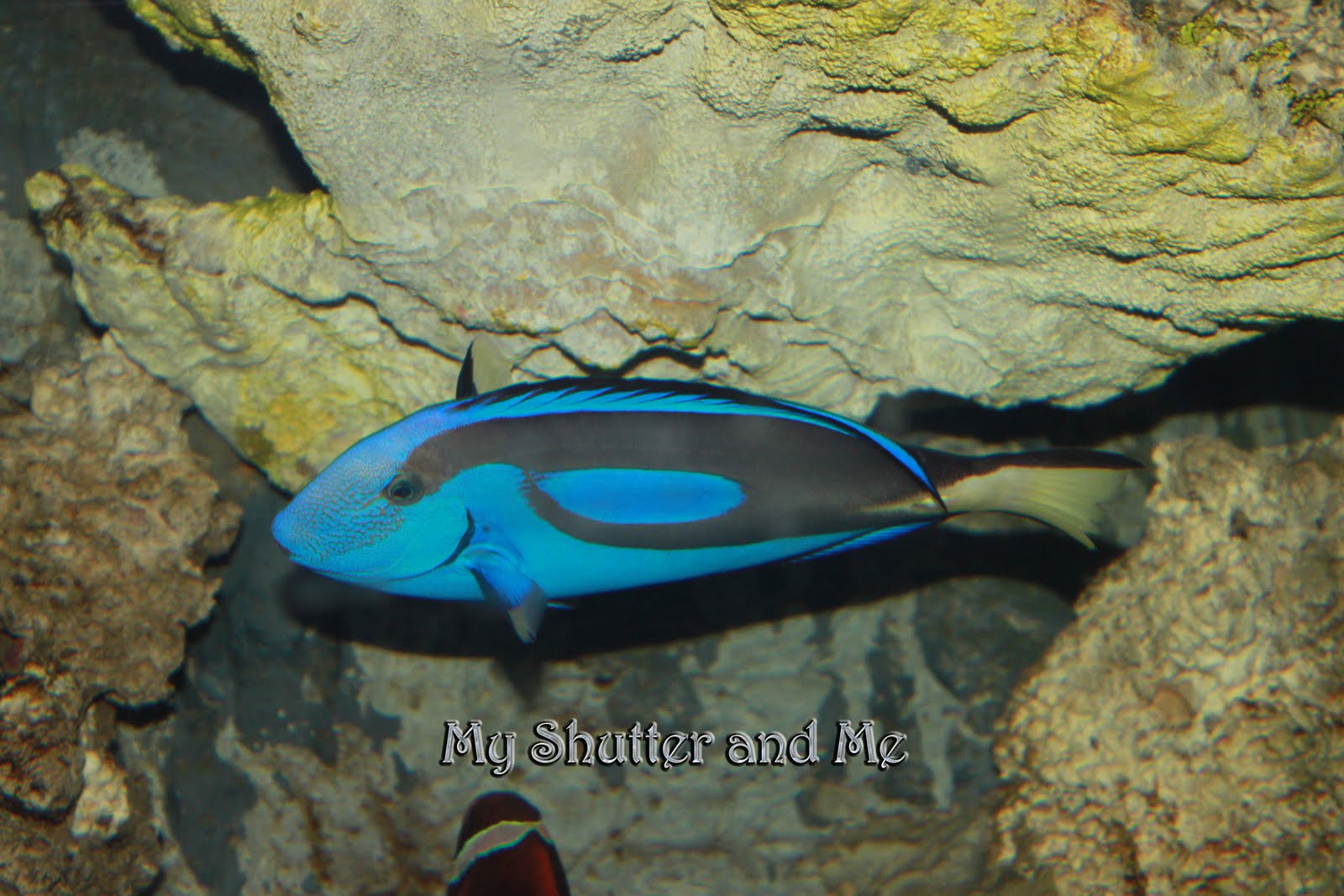 My Shutter and ME: GHOTI means Fish