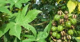 About - Castor Crops