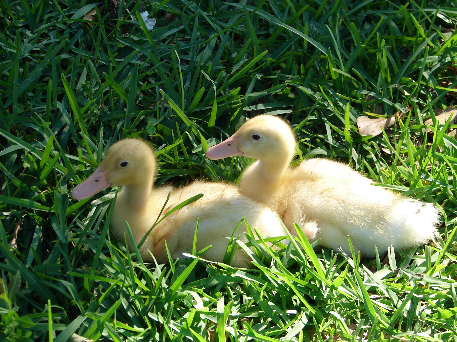 Little Things of Texas: Culling The Flock: Ducks and Rain Delays