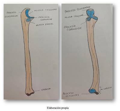 CONCEPTUALIZACION ANATOMICA : TIPOS DE HUESOS Y ARTICULACIONES