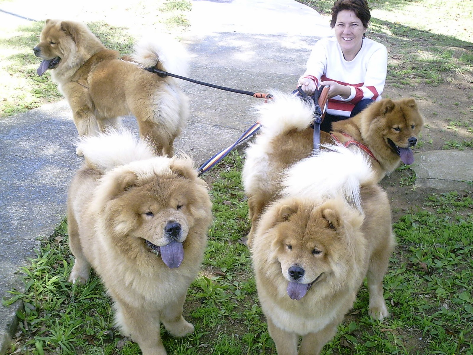 DOG STREET: Video do passeio dos Chow chow, Sara, Chris, Dodge e Antara