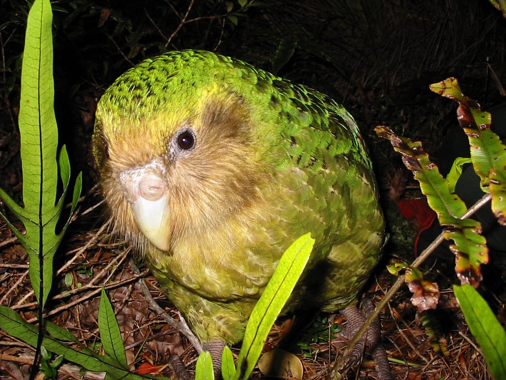 Kakapo | Animal Wildlife