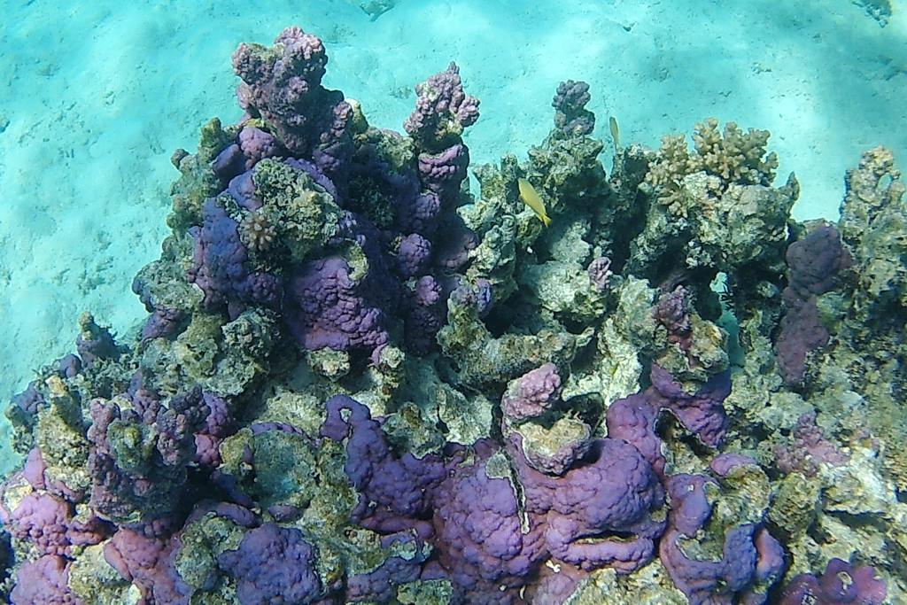 Dreamtime Sail: Fitzroy Reef - Another underwater wonderland.
