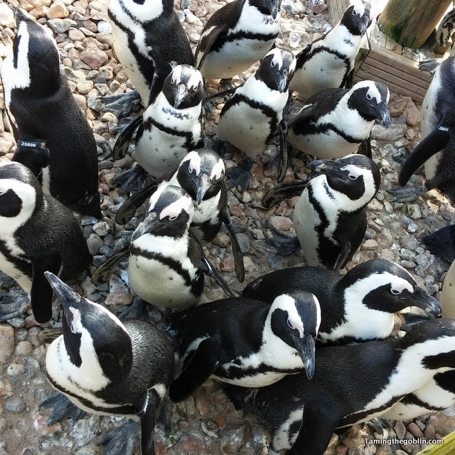 Taming the Goblin: Birds, birds and more birds!