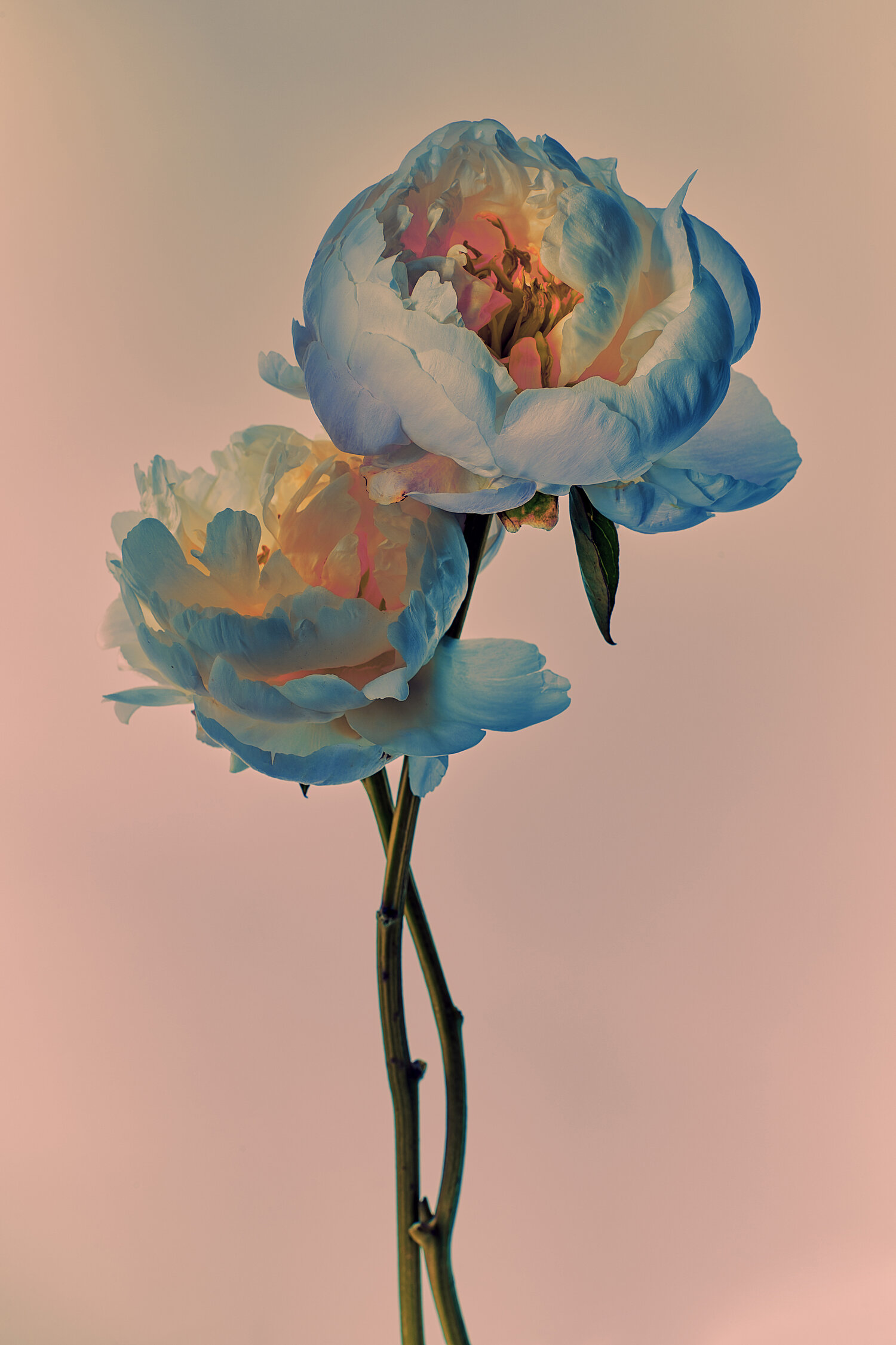 Billy Kidd, 1980 | Fine art Photographer | Tutt'Art@ | Masterpieces