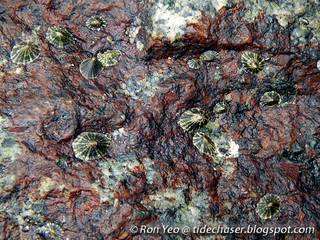 tHE tiDE cHAsER: Limpets of Singapore