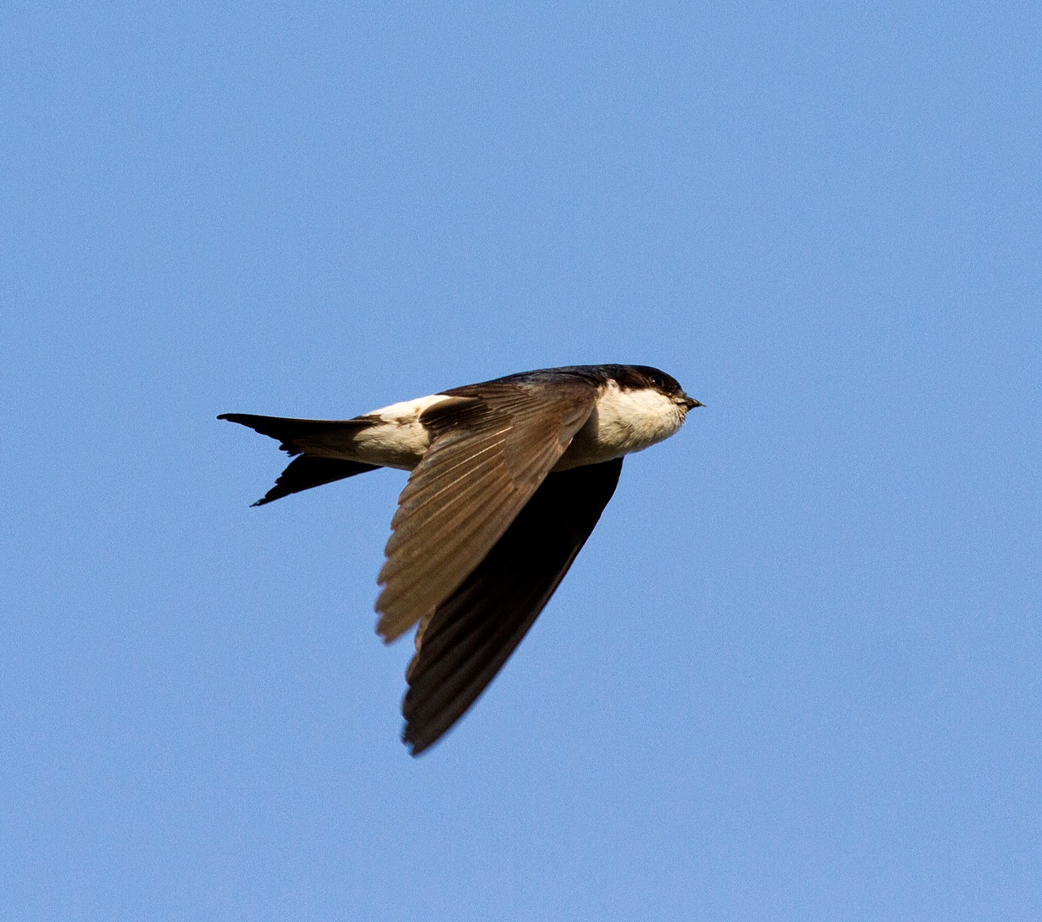 Birdwatching in Athens: Hirundine time...