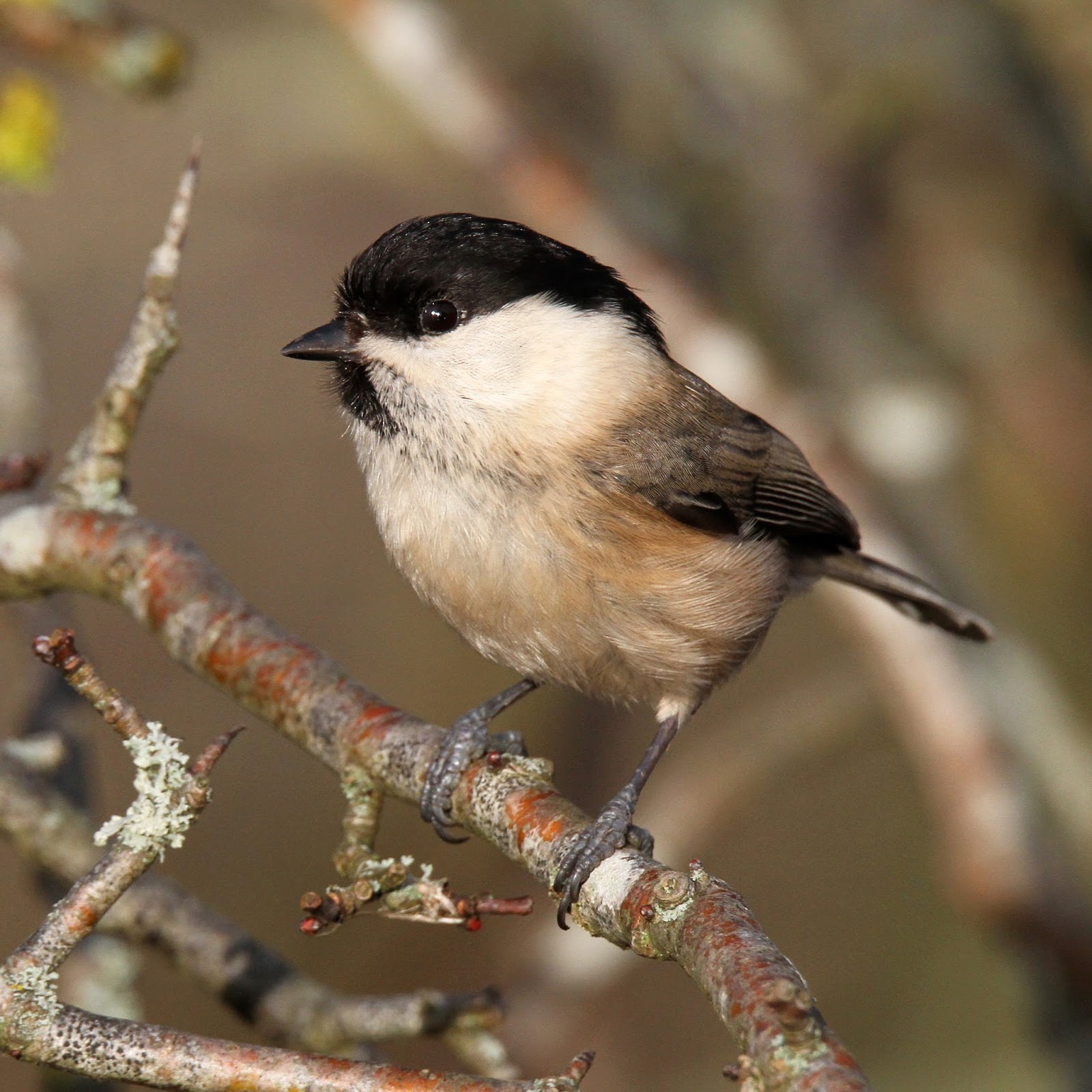 TrogTrogBlog: Bird of the week - Willow tit
