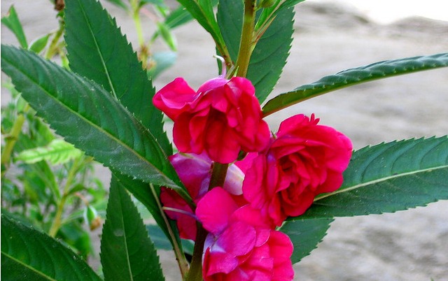 Whispering Greens: A Mouthful of Colors!