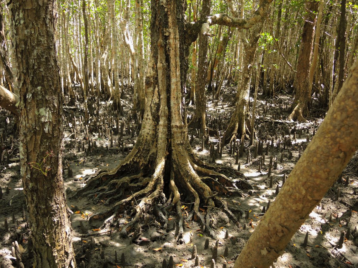 Queensland Coast: Australia's Spurred Mangroves (Ceriops sp.)