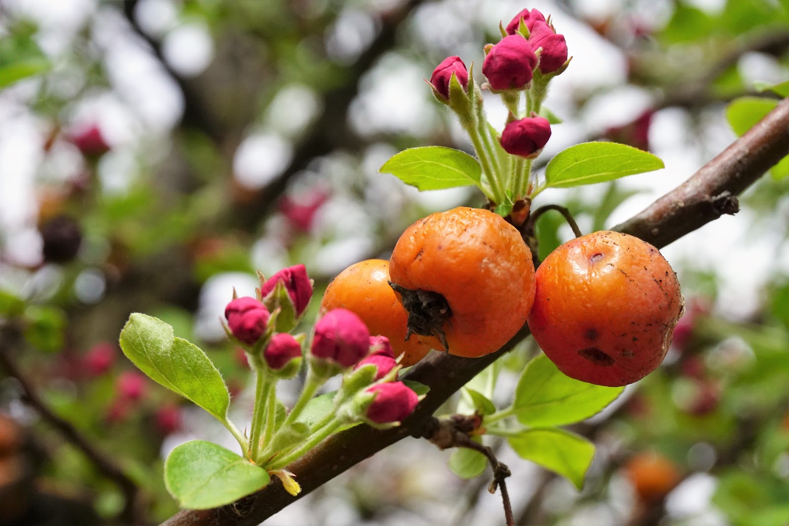 Plantas de Huerta Otea, Salamanca: Manzano de flor, manzano rosa ...