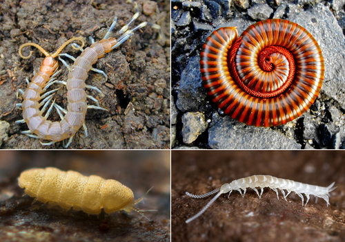 Ciências Biológicas: Filo Arthropoda V - Subfilo Myriapoda