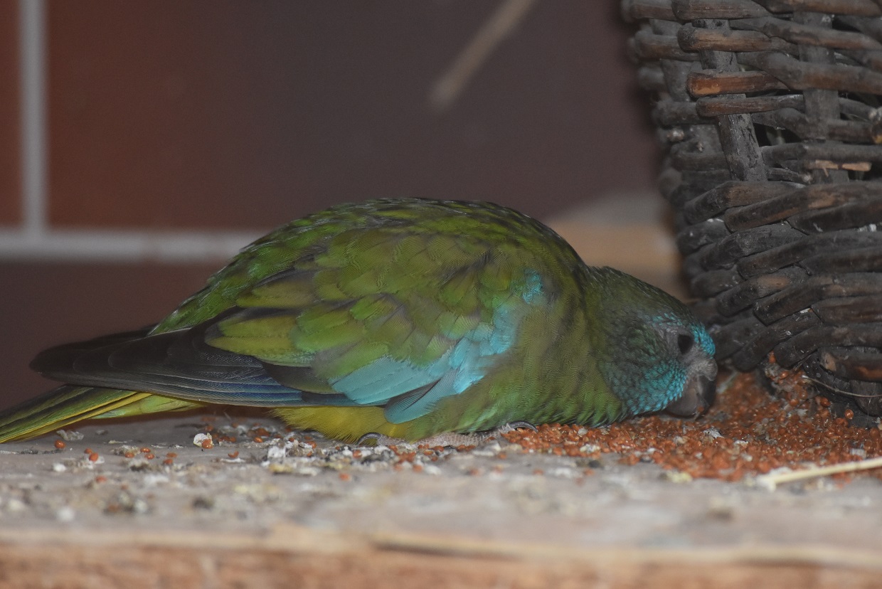 ZOOTOGRAFIANDO (6.100 ANIMALS): PERIQUITO ESPLÉNDIDO / SCARLET-CHESTED ...
