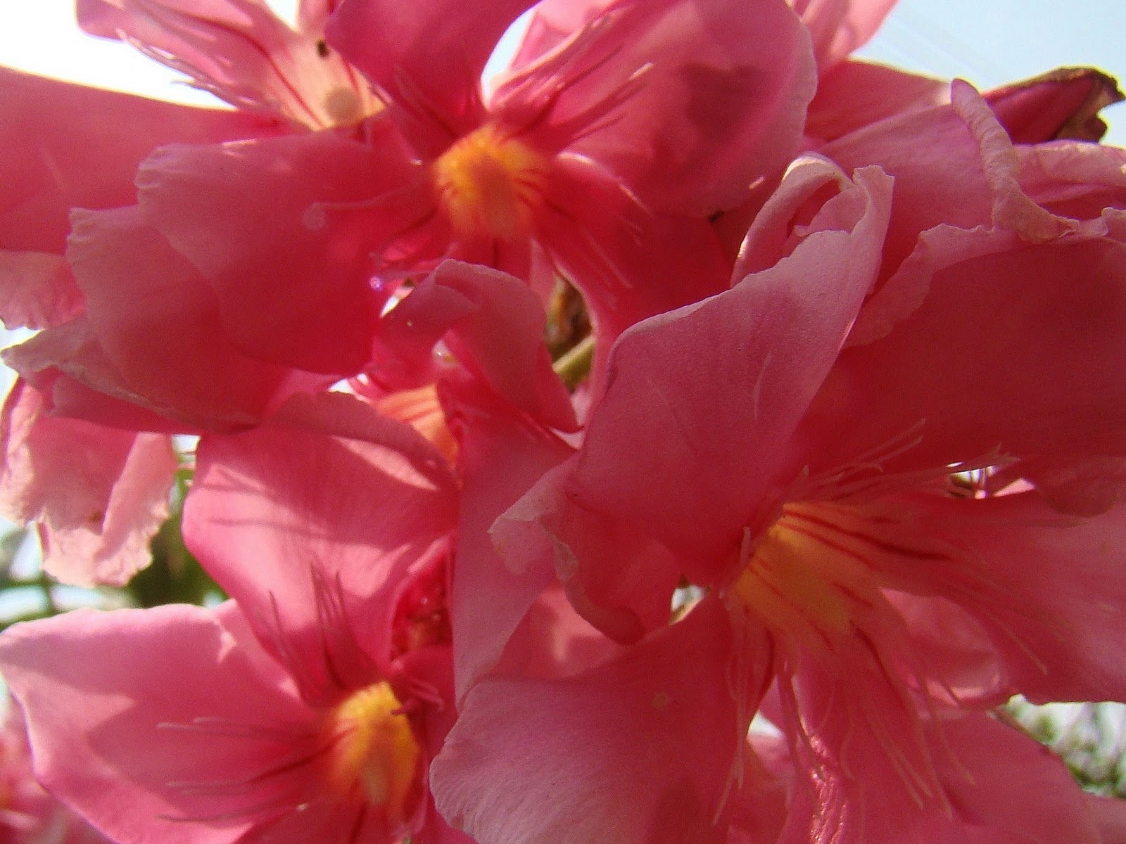 WAKING PLANET: Selected Flora and Fauna of Ghana,West Africa