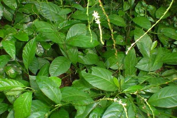PLANTAS E ERVAS E FRUTOS QUE CURAM: ERVA GUINÉ