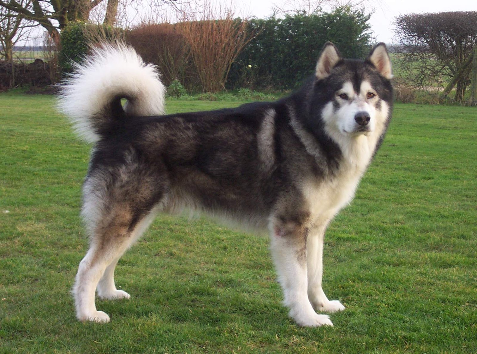 Razas de Perros: Fotos de Alaskan Malamute