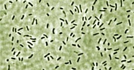 Catalogue of Organisms: The Green Sulphur Bacteria