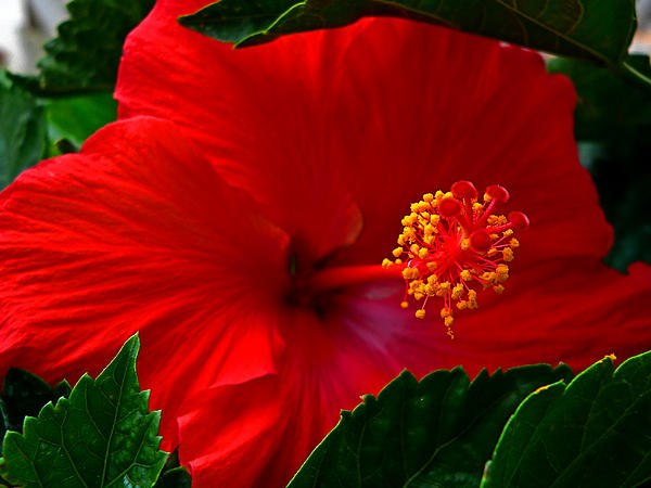 HOW TO GROW HIBISCUS |The Garden of Eaden