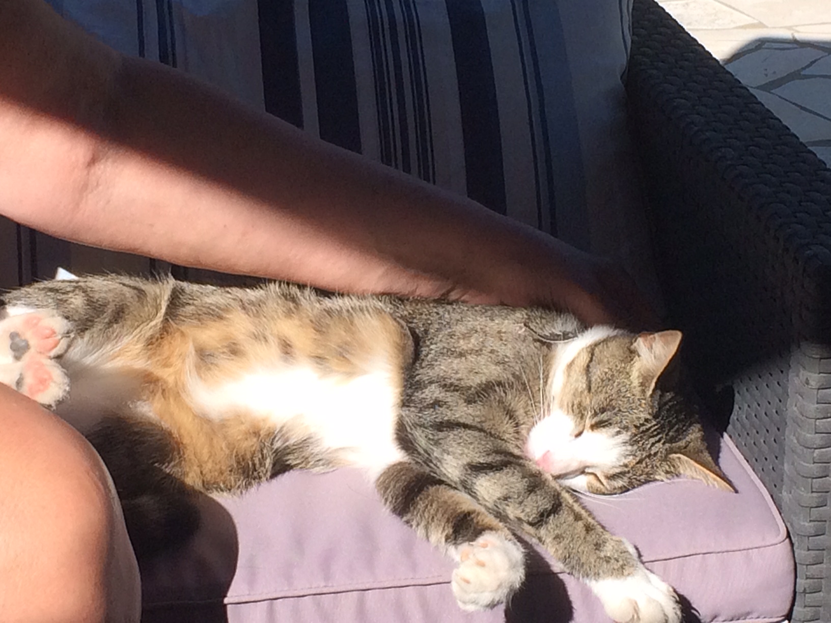 les quatre mains: Notre ami le chat...