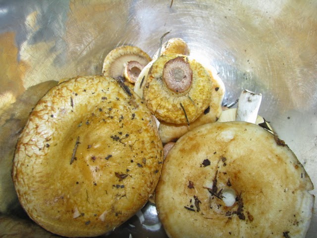 Kaubi maablogi: Kaseriisikate uputus ja tore riisikas