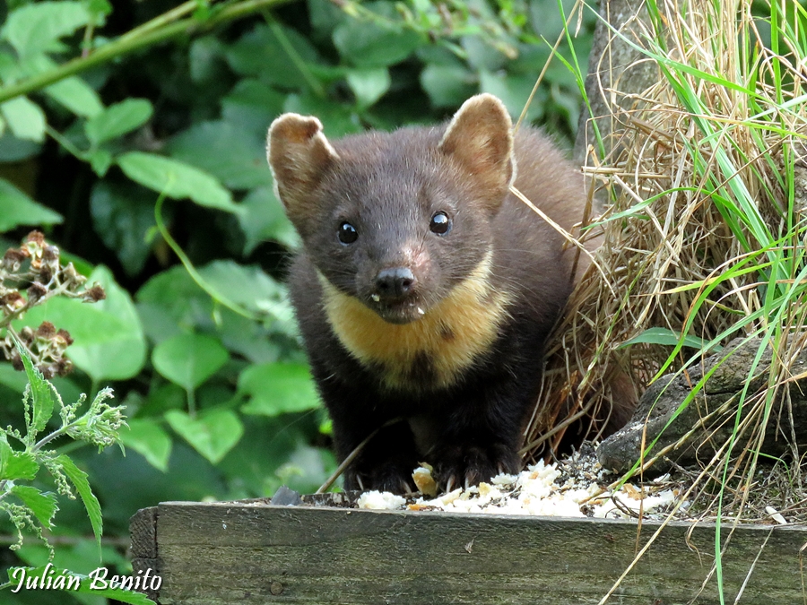 Pajareando por Cantabria: ¡UNA MARTA en el comedero!