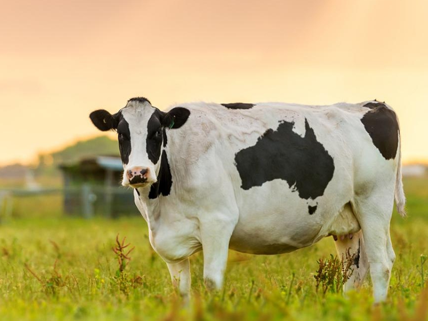 Dia do Boi - Mais News