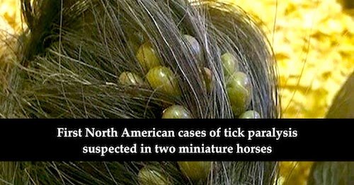 Fran Jurga`s Hoofcare + Lameness: First (presumed) North American cases ...