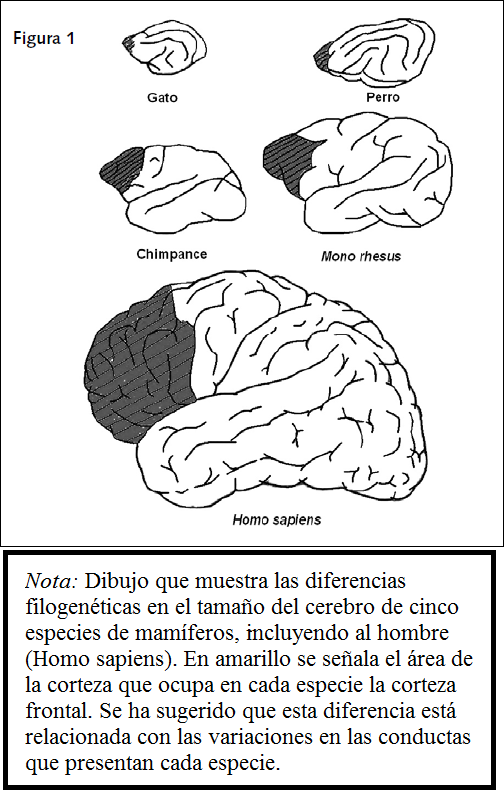 Viaje al centro de las emociones: El Sistema Límbico y las Emociones ...