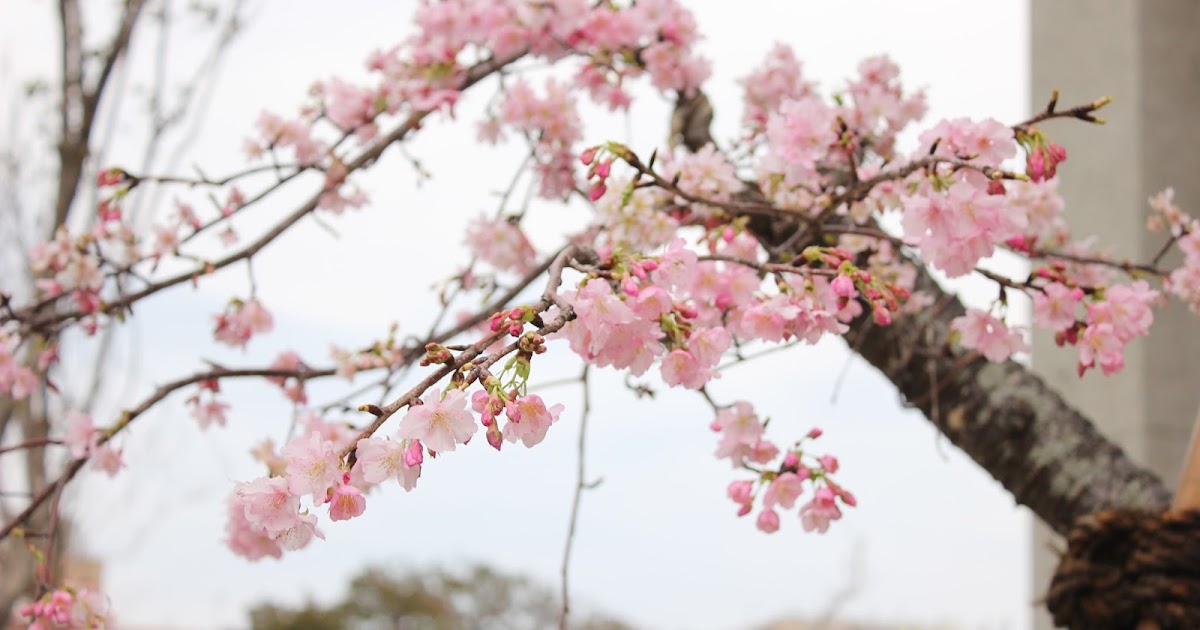 IVF in Stork Fertility Center (IVF in Taiwan) | Stork Fertility Center