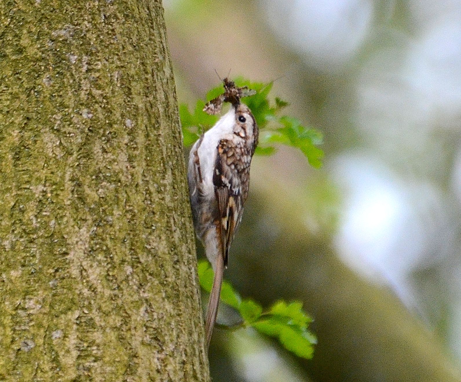 Birding with Flowers: White Triangle Bird