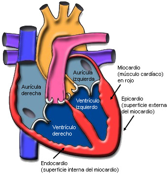 Capellanía y las Ciencias: El miocardio