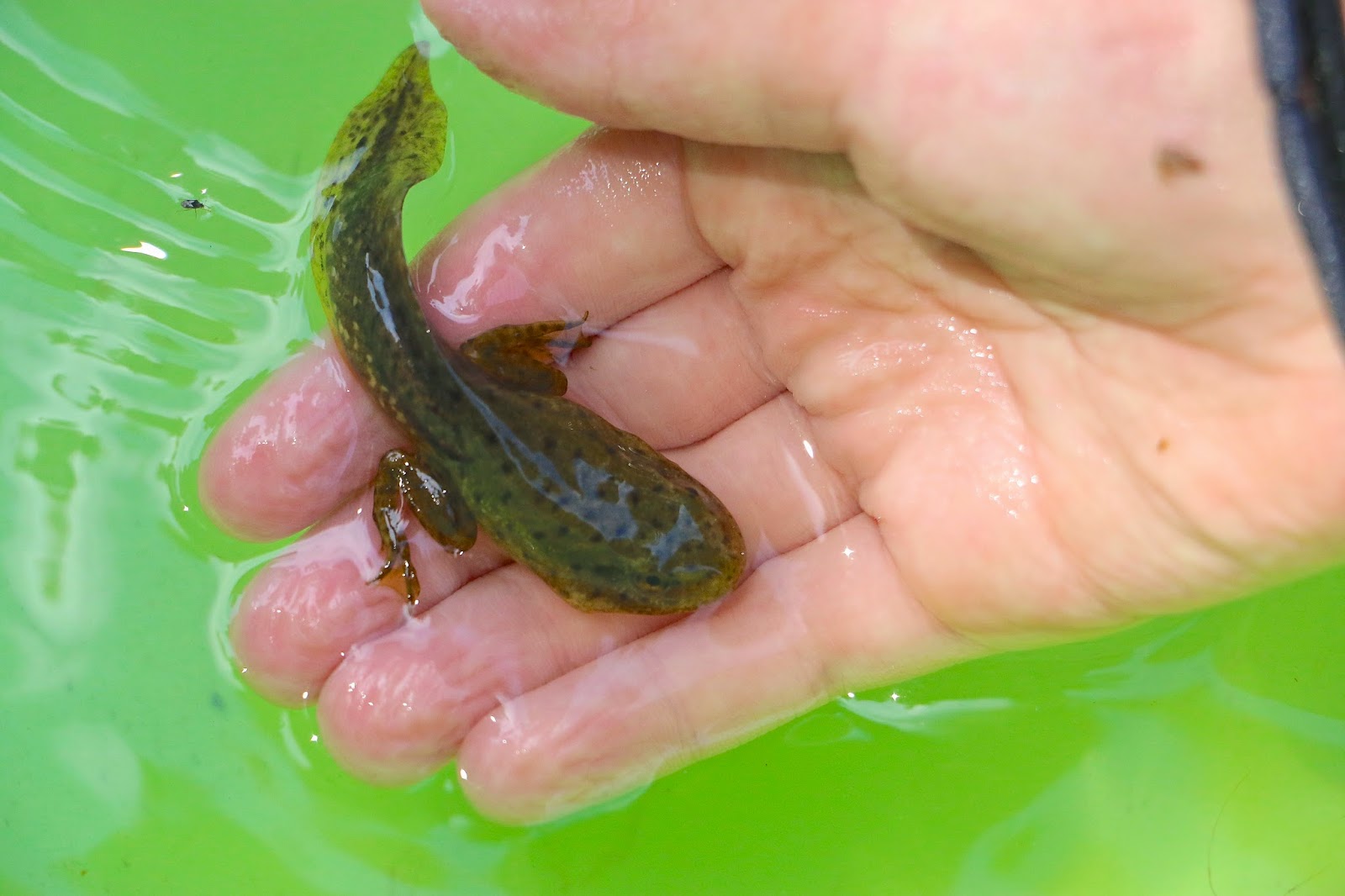 Russman's spot: Whitewater State Park