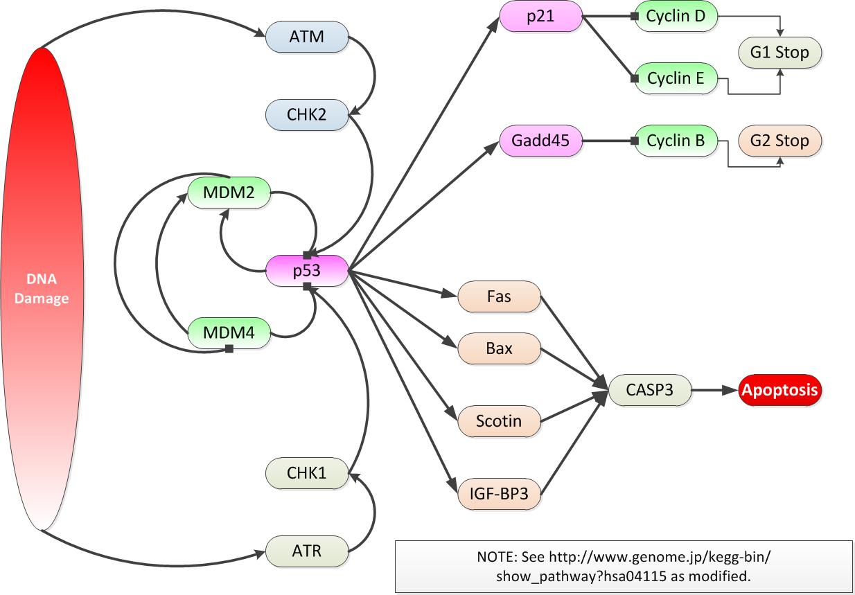The Squirrel's Nest: MDM4 and Melanoma: More Pathways