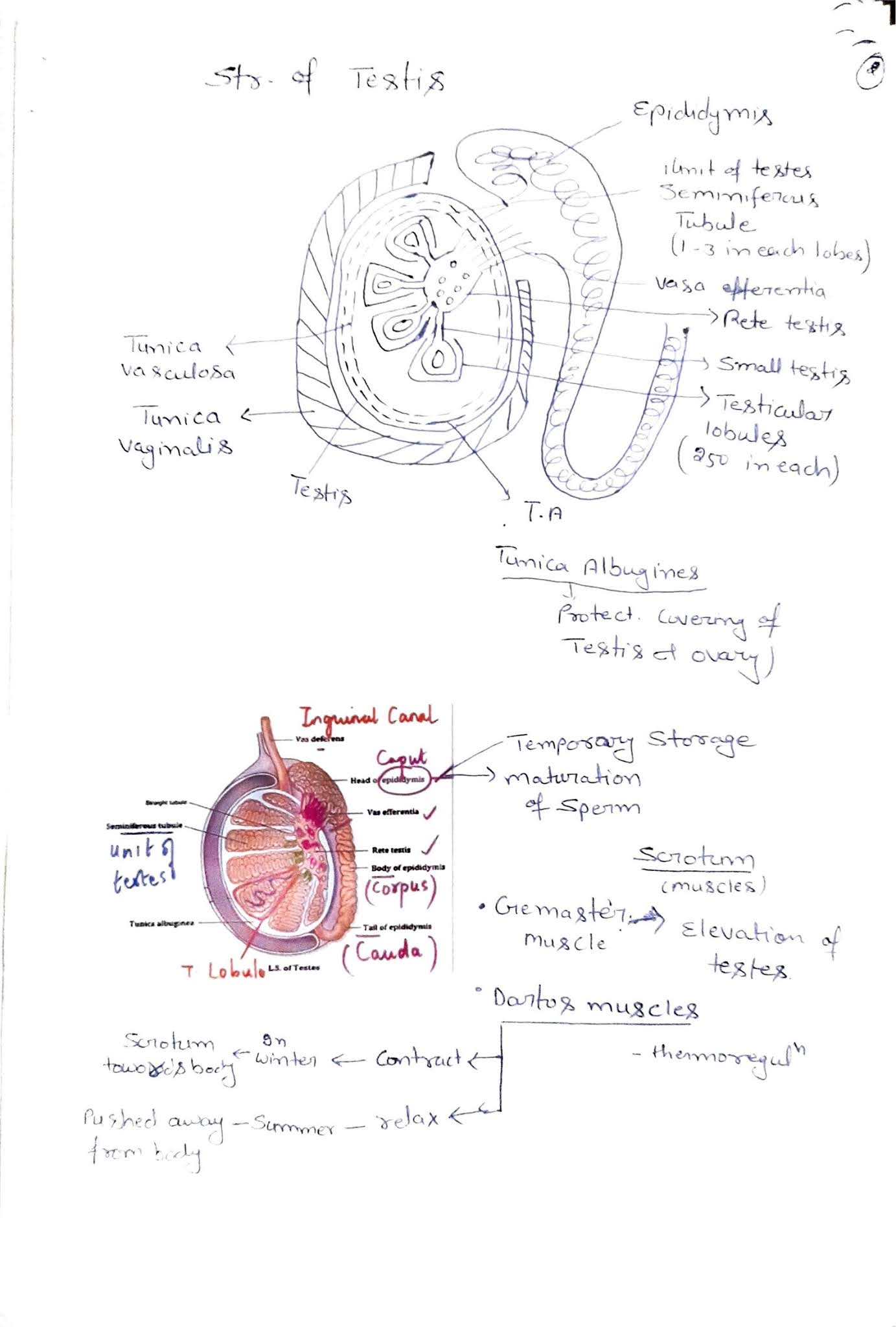Human reproduction class 12 class notes - Studypur