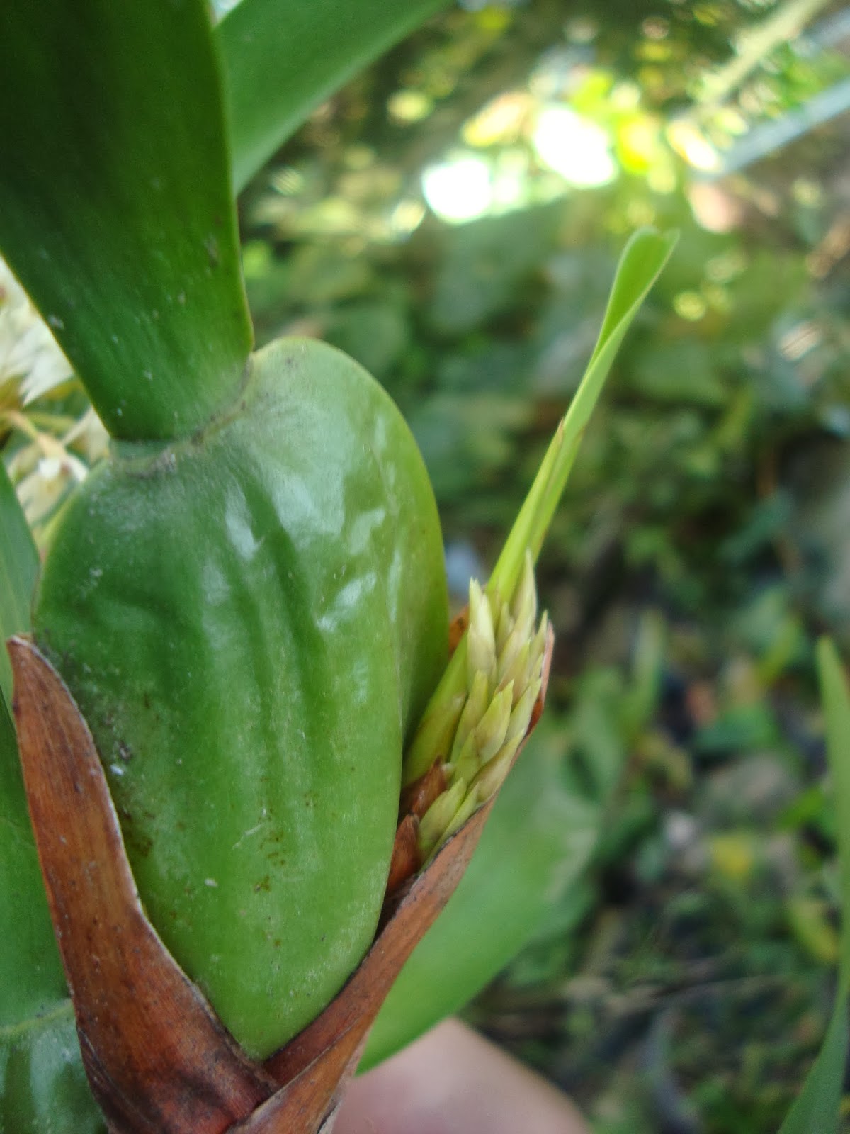 Orquídeas HElid: Maxillaria Densa