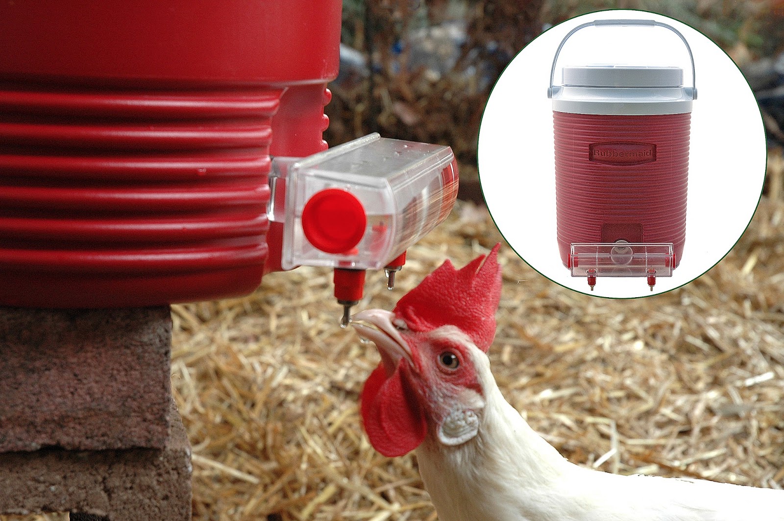 How To Keep The Chickens Water Clean at Faith Fussell blog