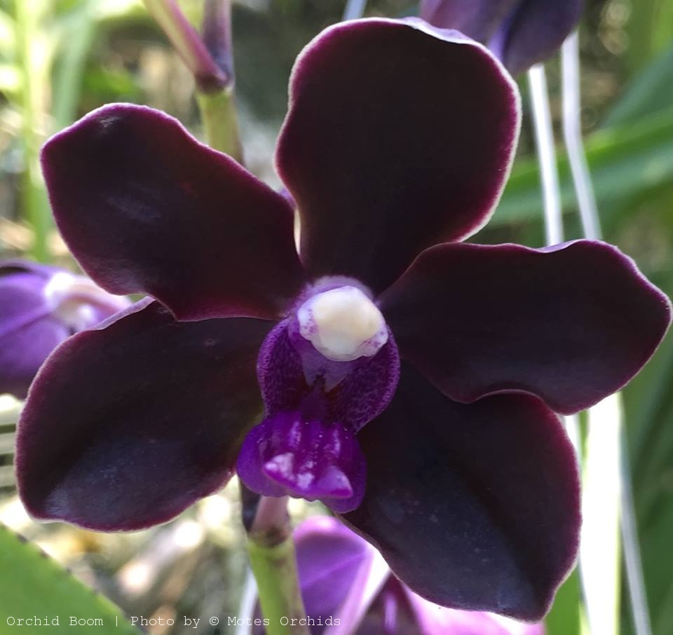 Orchid Boom - World of orchids: Gorgeous Vanda by Motes Orchids