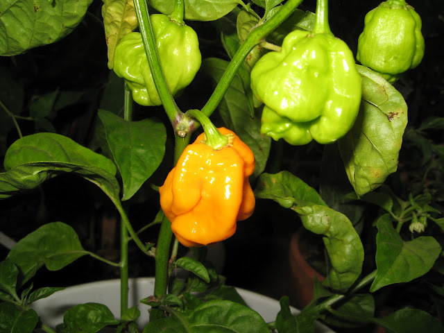 Extreme Hot Peppers